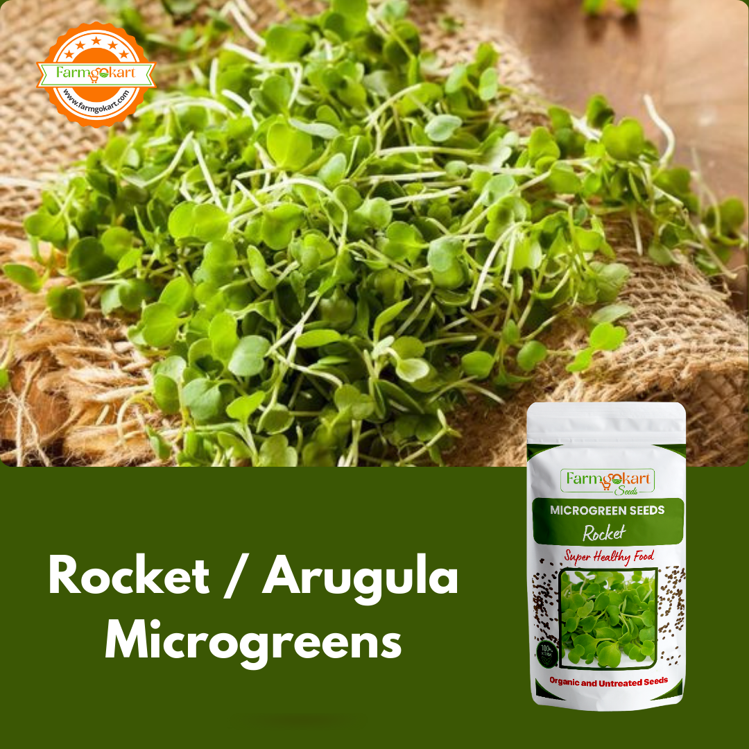 Rocket Arugula Microgreen - 25 Gms Seeds – Farmgokart