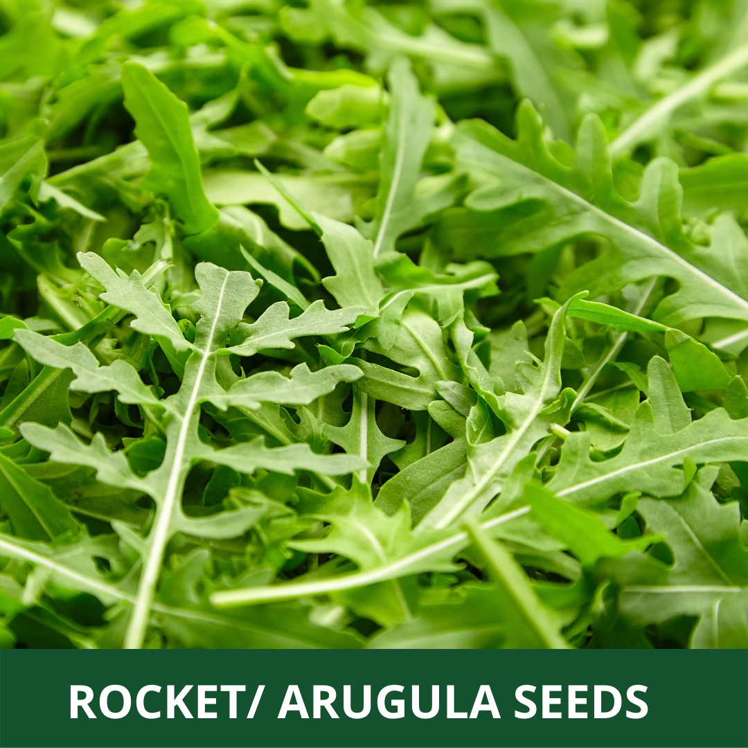 ROCKET/ ARUGULA SEEDS – Farmgokart