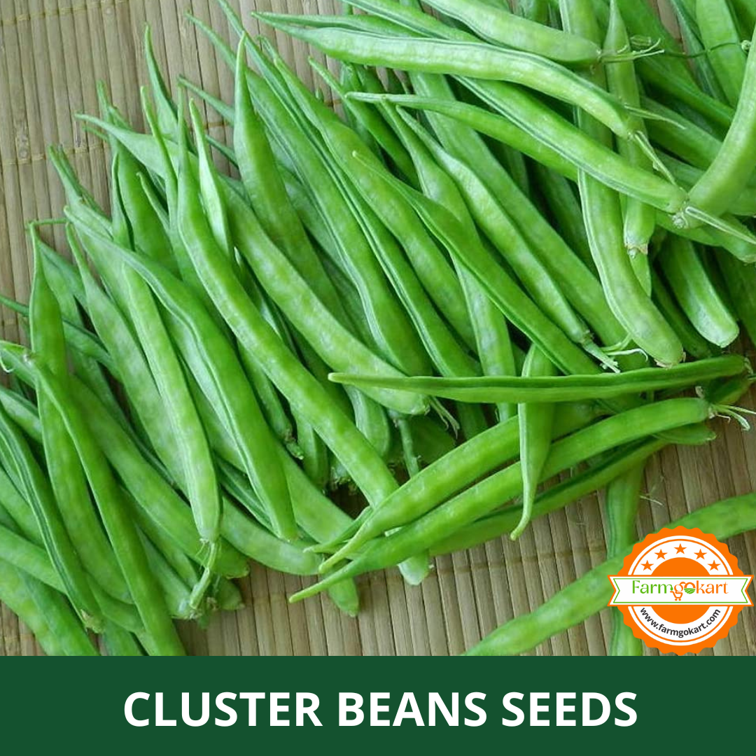 CLUSTER BEANS -Pack of 5 Gms Seeds – Farmgokart