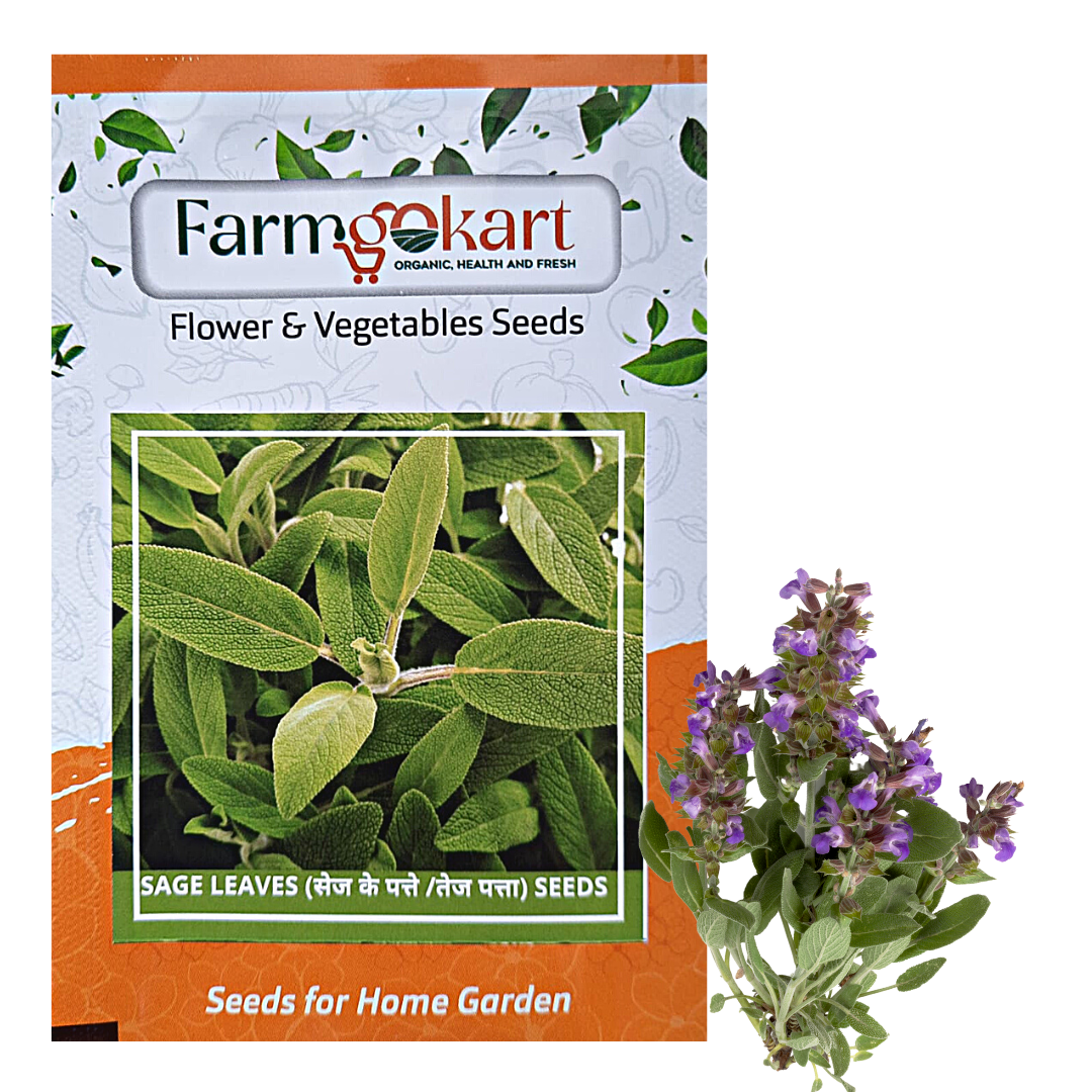 SAGE BROAD LEAVED -Farming Seeds – Farmgokart