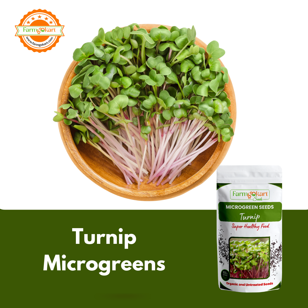 Turnip Microgreen - 25 Gms Seeds – Farmgokart