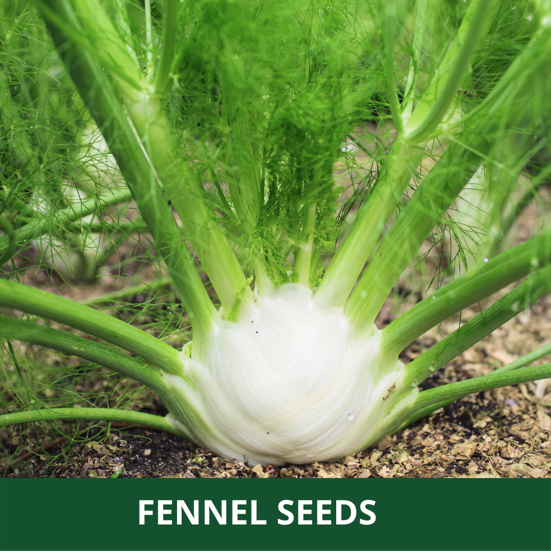 FENNEL -SAUF - Pack of 250 Seeds – Farmgokart