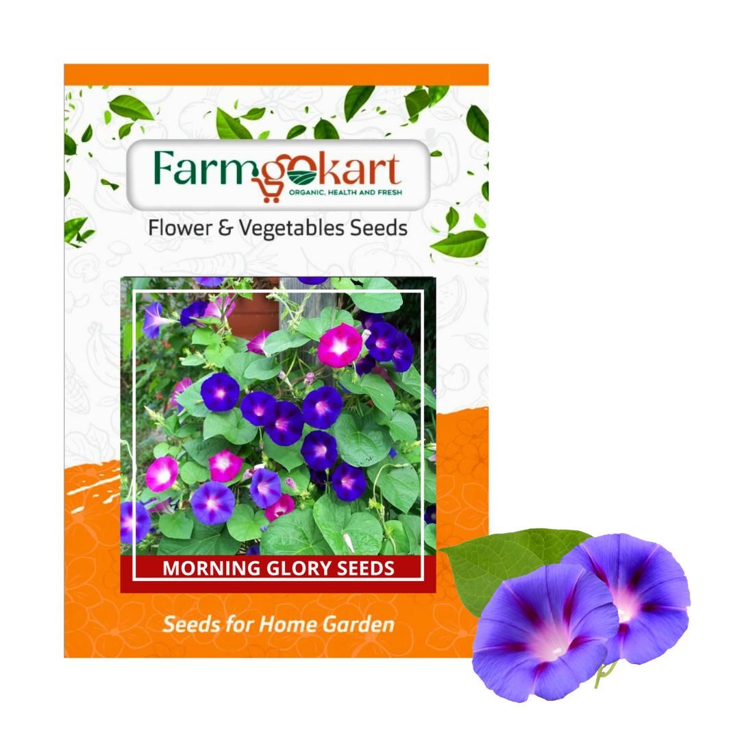 Morning Glory- Ipomoea Grower Seeds Pack - 10 gms – Farmgokart
