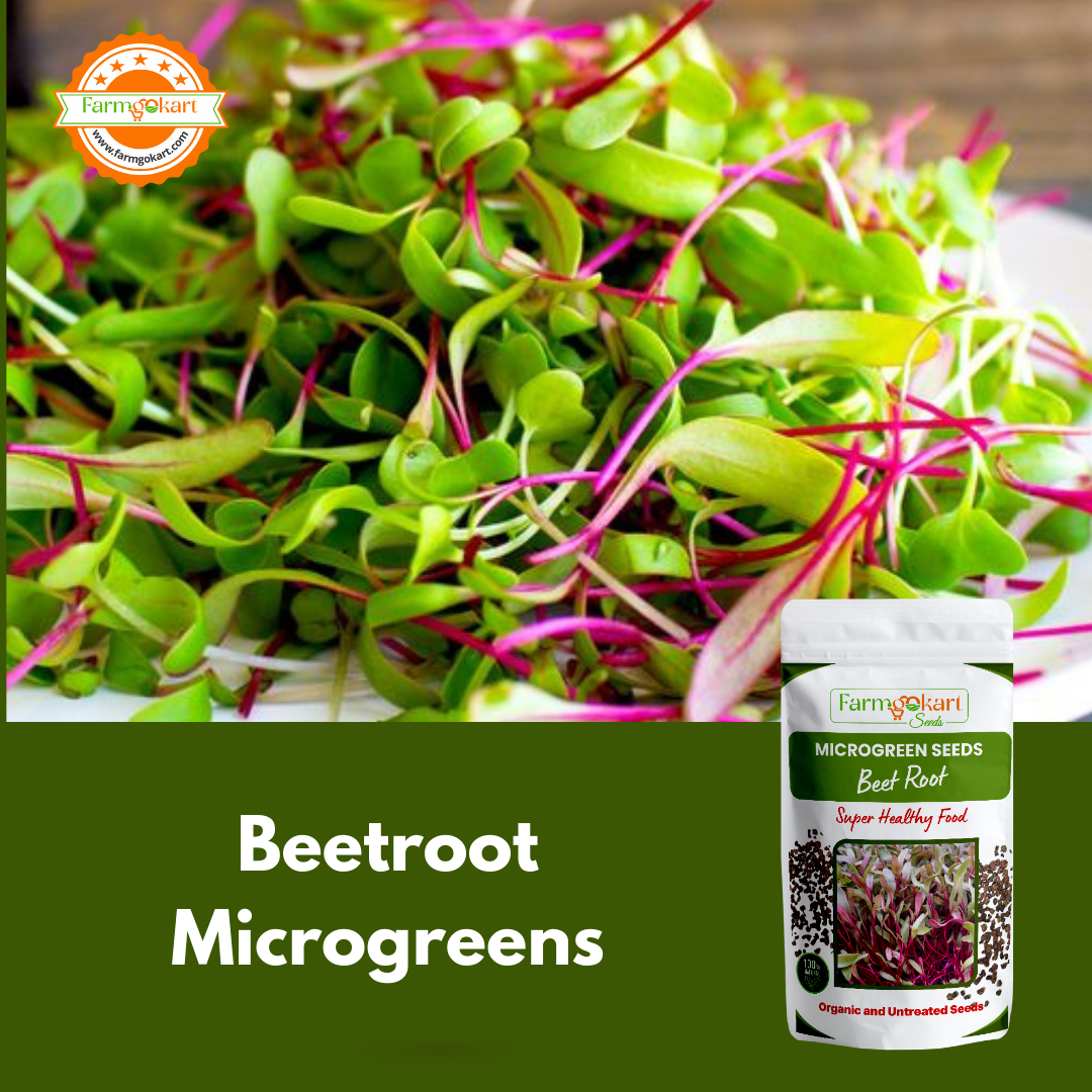 Beet Root Microgreen - 25 Gms Seeds – Farmgokart