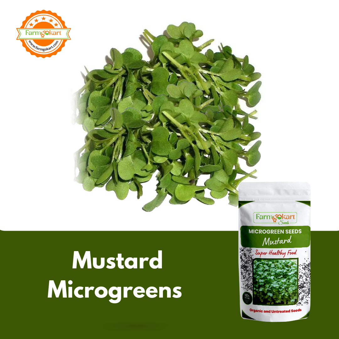 Mustard Microgreen - 25 Gms Seeds – Farmgokart