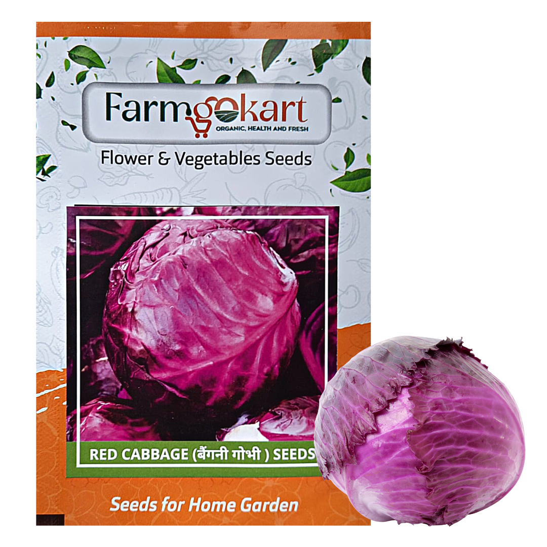 RED CABBAGE - Pack of 100 Seeds – Farmgokart