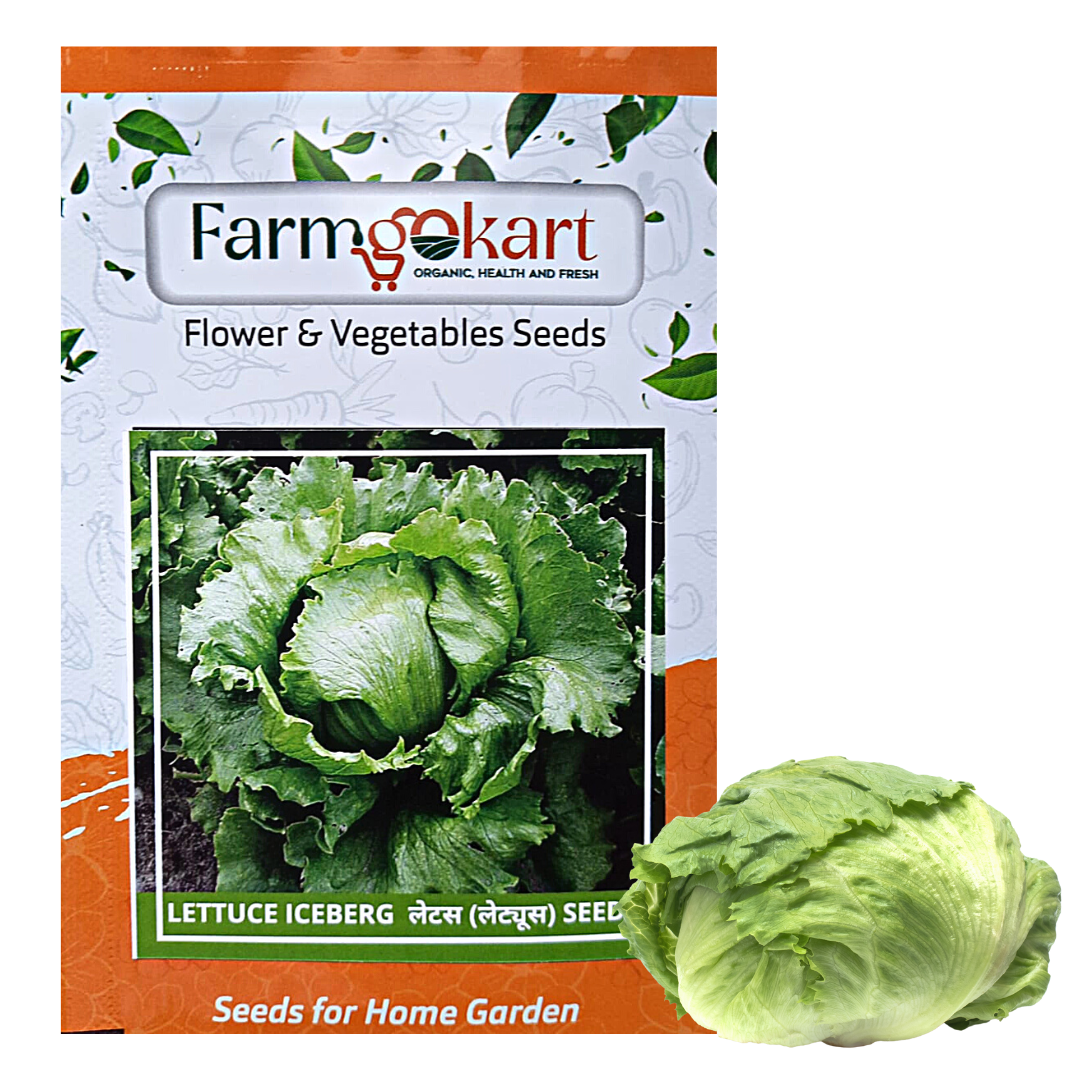 LETTUCE ICE BERG - Pack of 200 Seeds – Farmgokart