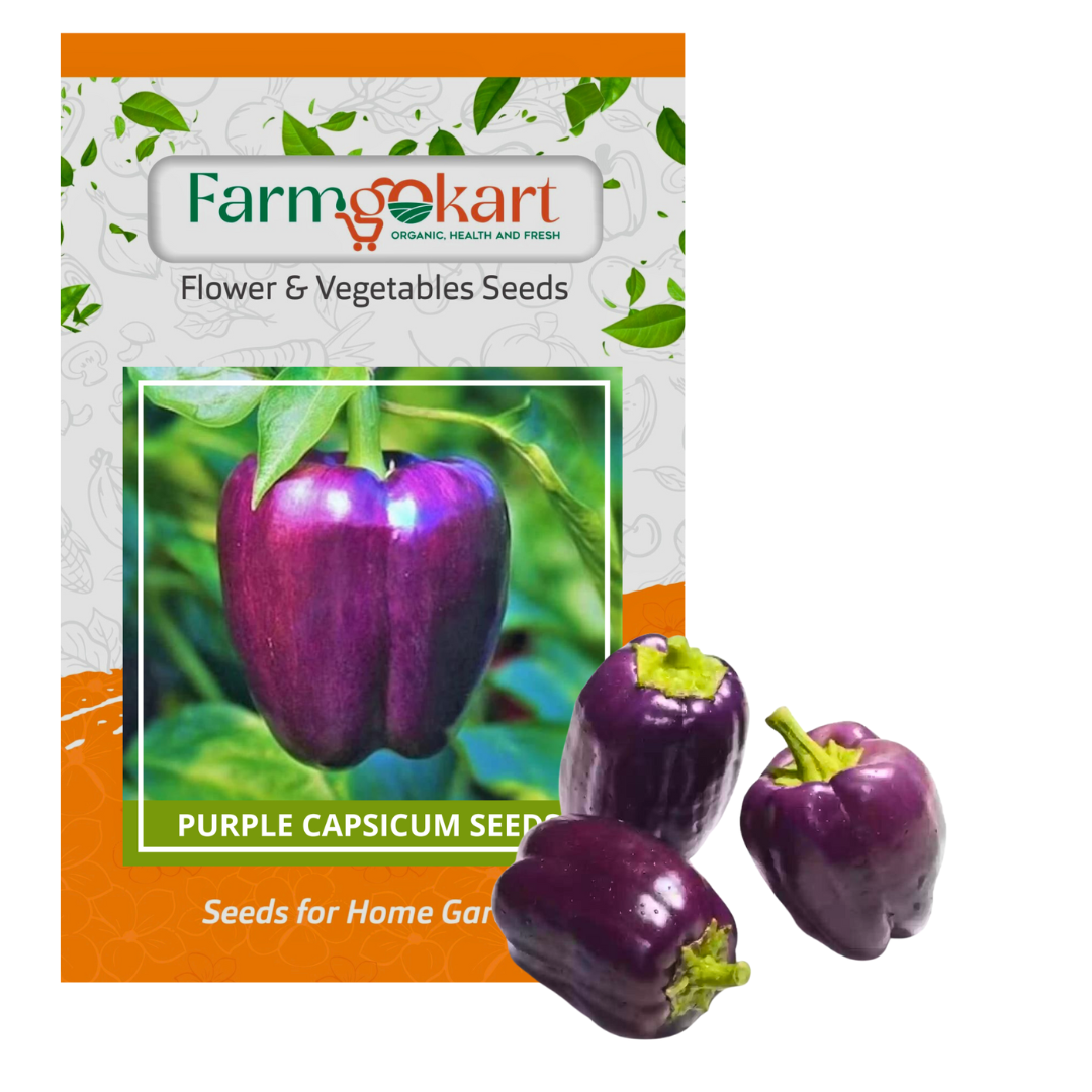 PURPLE CAPSICUM - Pack of 25 Seeds – Farmgokart
