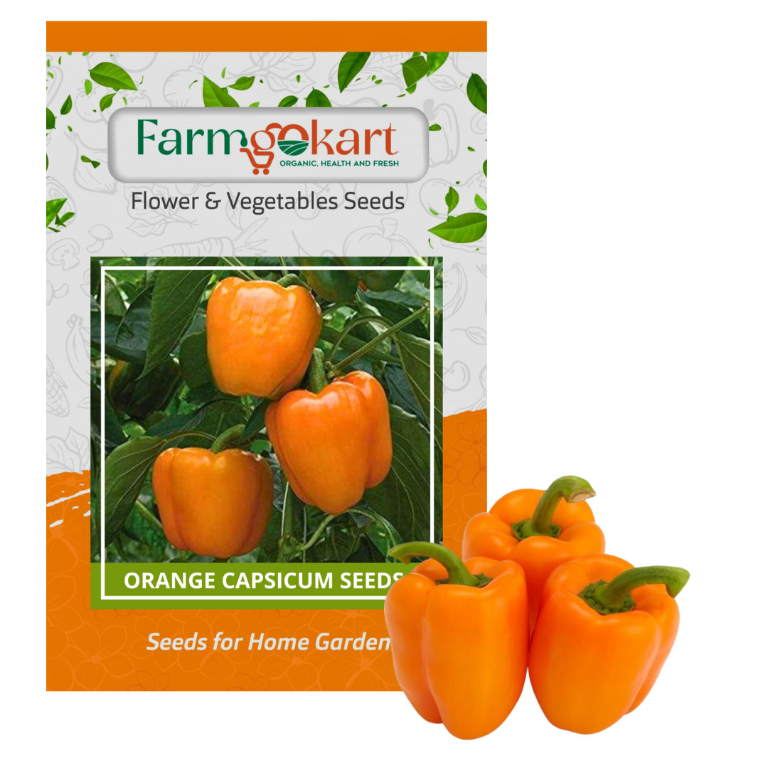 ORANGE CAPSICUM - Pack of 25 Seeds – Farmgokart