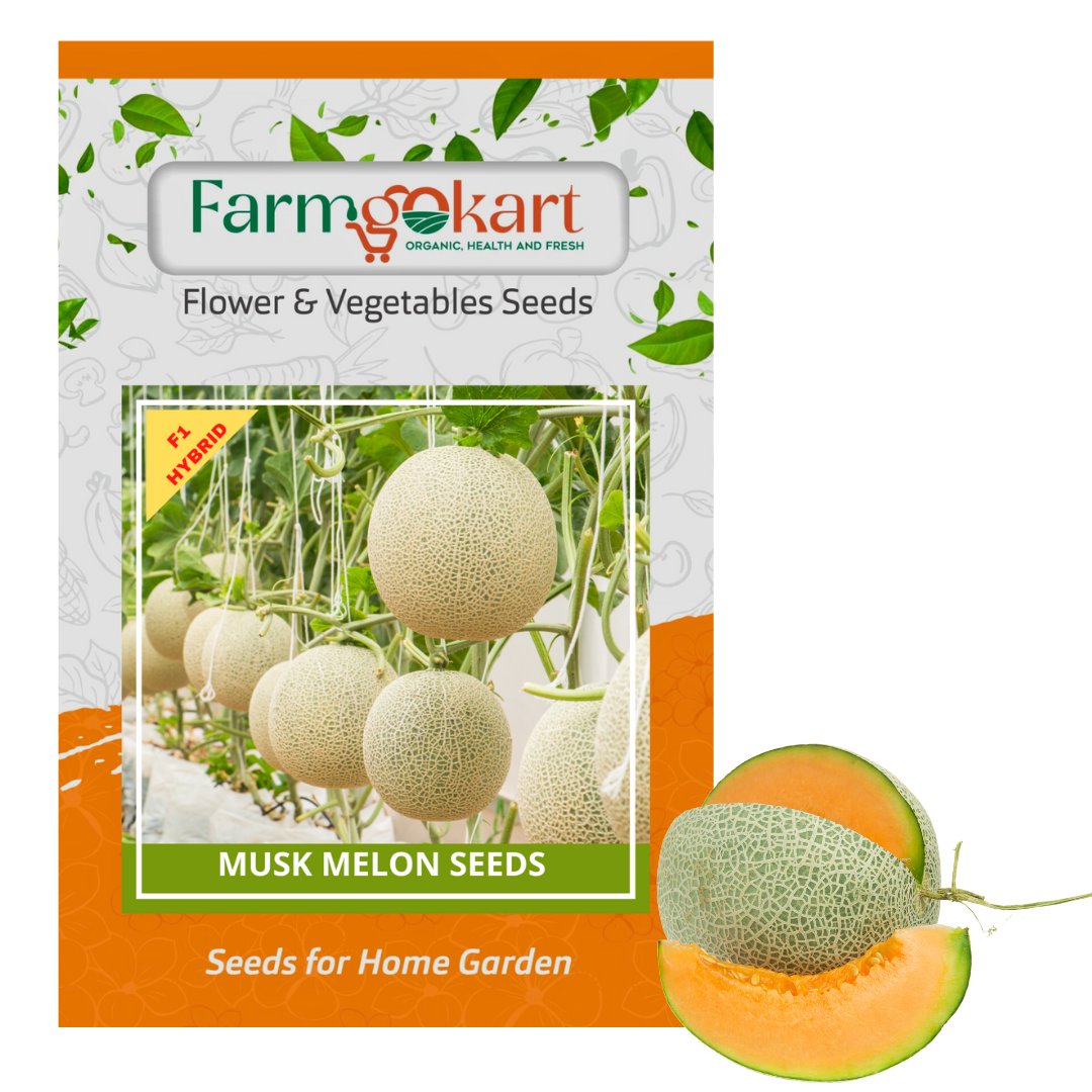 MUSK MELON SEEDS F1 HYBRID SEED - 10 Grams (Appx Seed Count 400 Nos ...