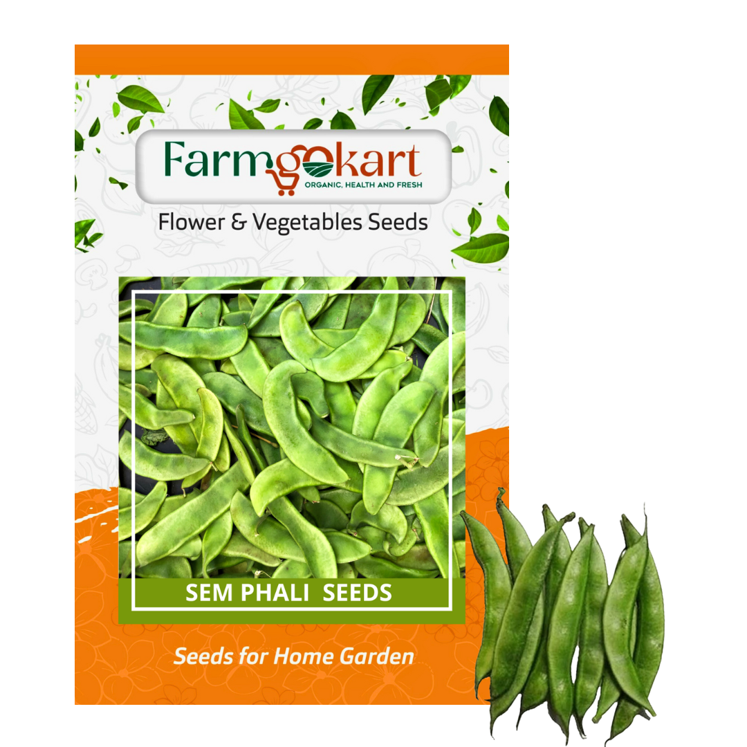 SEM PHALI - PAPDI PHALI (LIMA/DOLICHOS BEANS) SEEDS - 100 Grams (Perfe ...