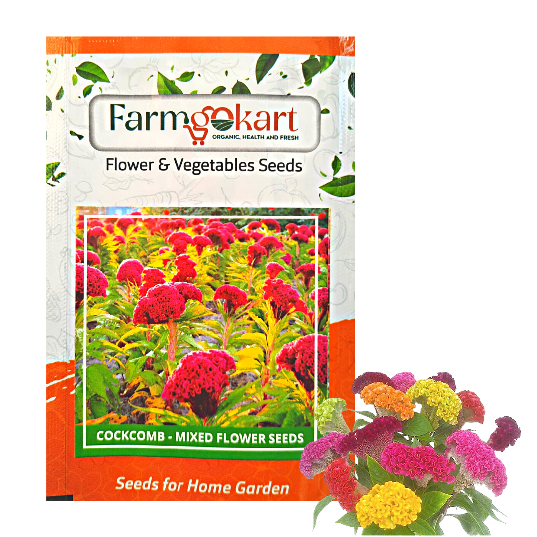 Cockscomb Flower - Pack of 200 Seeds – Farmgokart