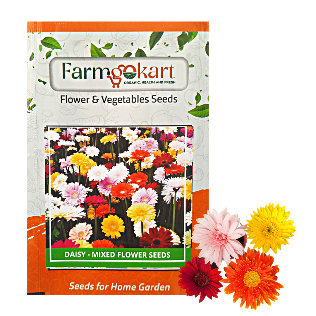 Daisy Grower Seeds Pack - 10 Gms – Farmgokart