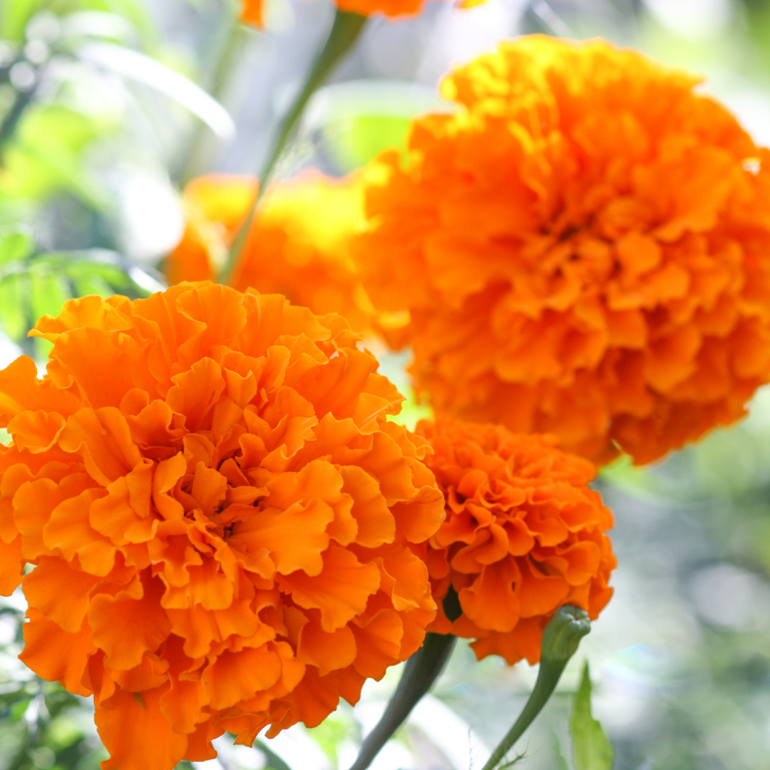 Marigold - African Orange Flower Seeds – Farmgokart