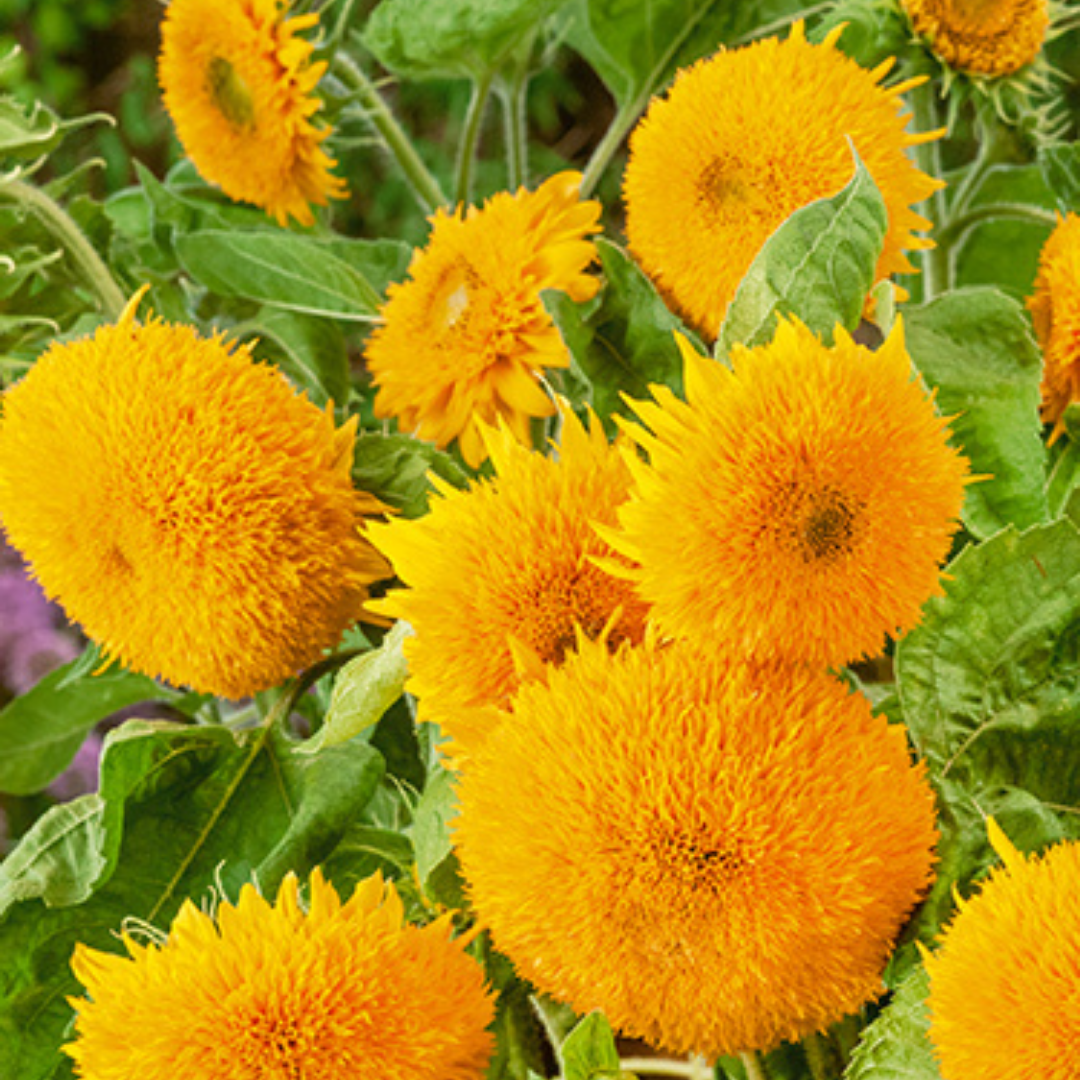 Sunflower Dwarf Sungold Flower Seeds – Farmgokart