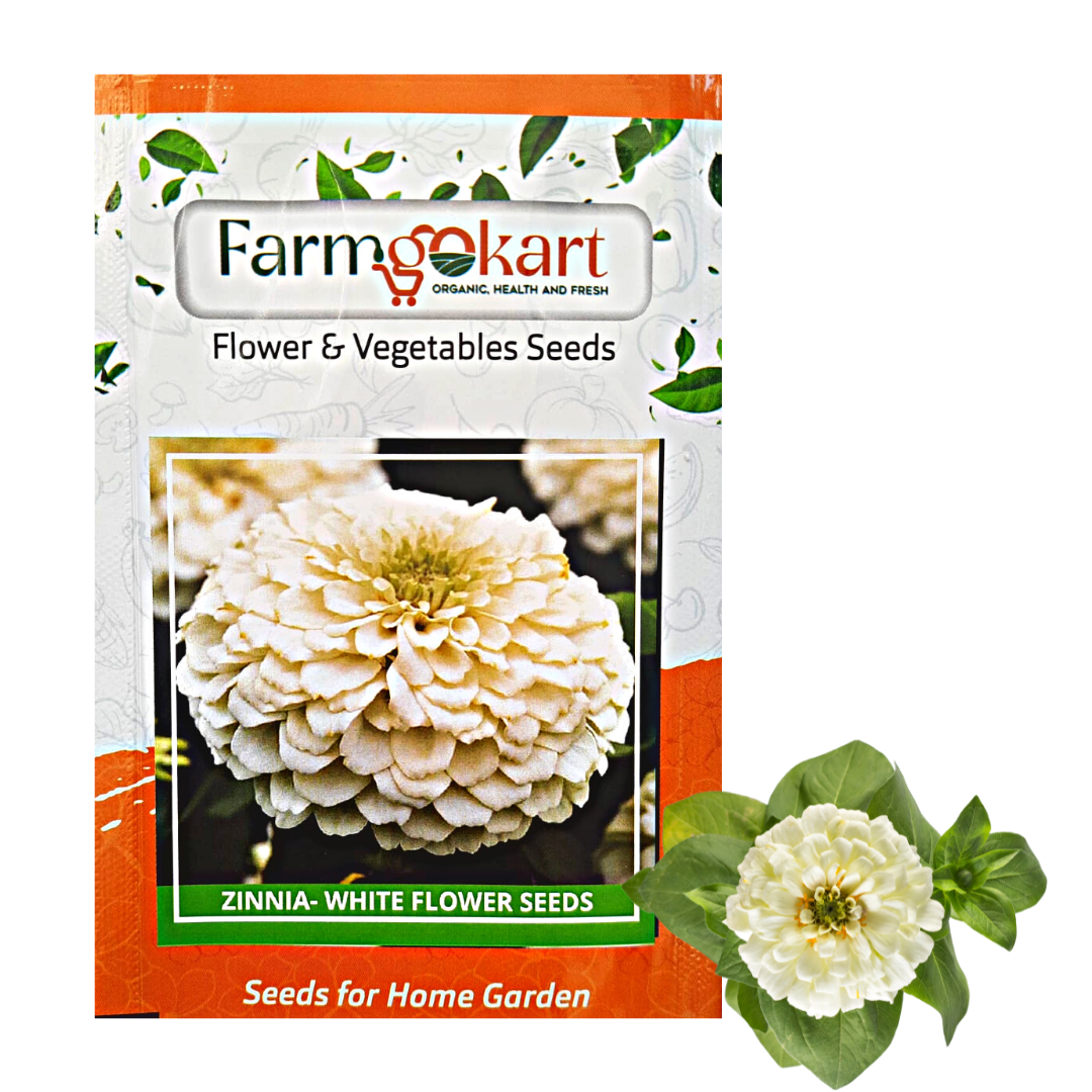 Zinnia White Flower - Pack of 100 Seeds – Farmgokart